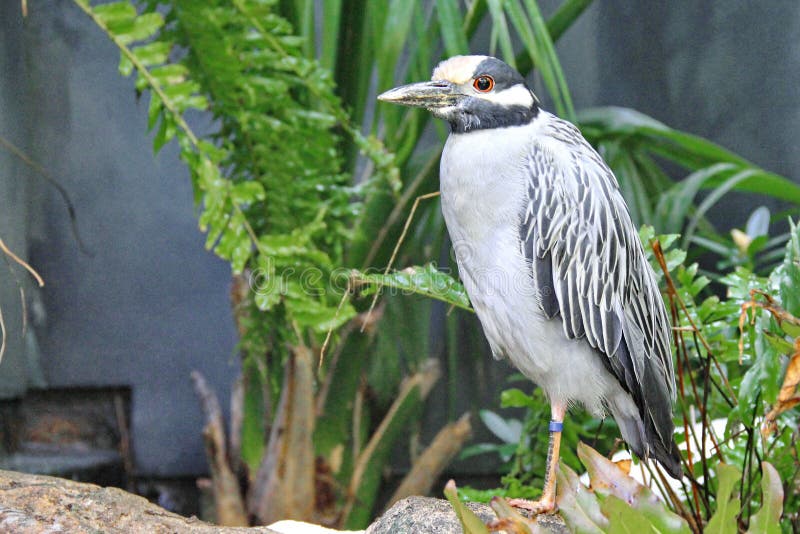 Bird Standing on a Single Leg Stock Photo - Image of park, wing: 90515722