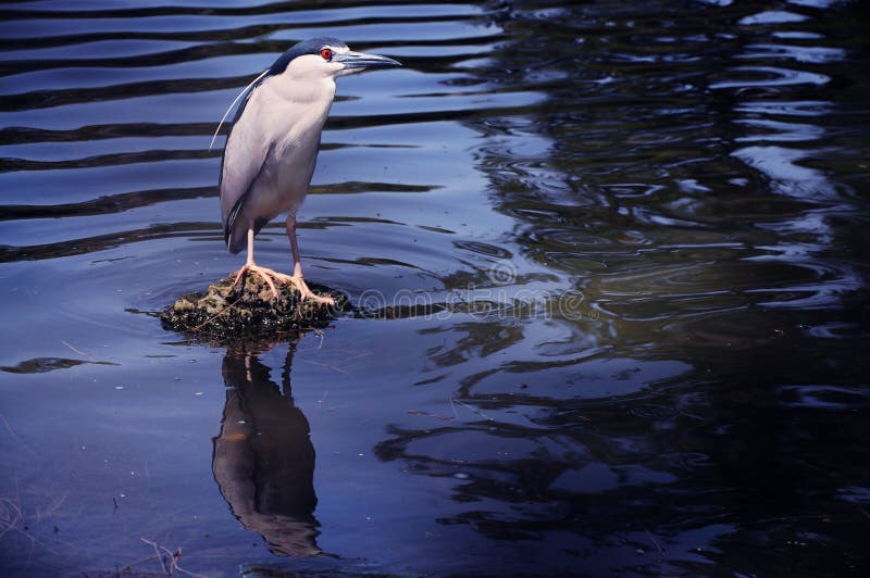 Bird Standing on Small Island on the Lake Stock Image - Image of ...