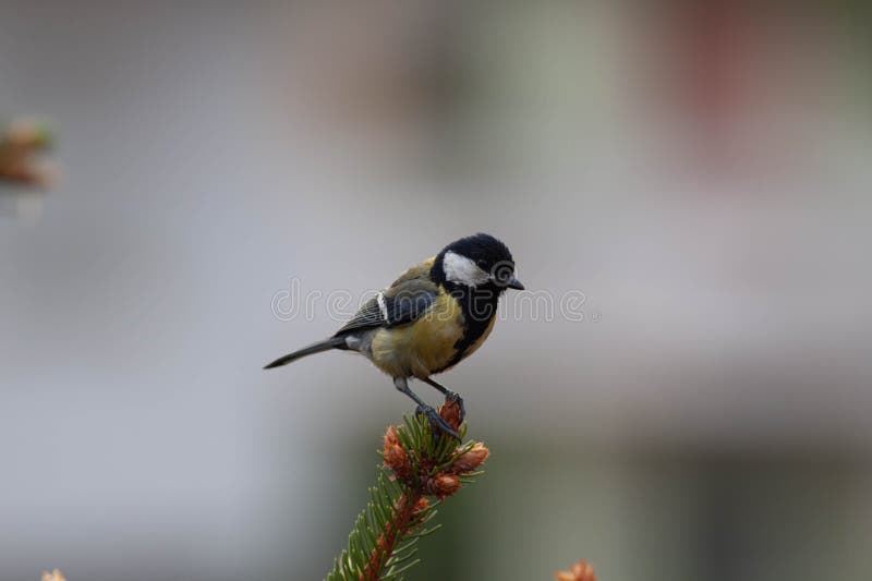 Bird stock photo. Image of tree, feather, brown, goldfinch - 286066390