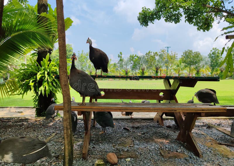 Bird Standing on Table in Park with Green Grass and Trees Stock Image ...