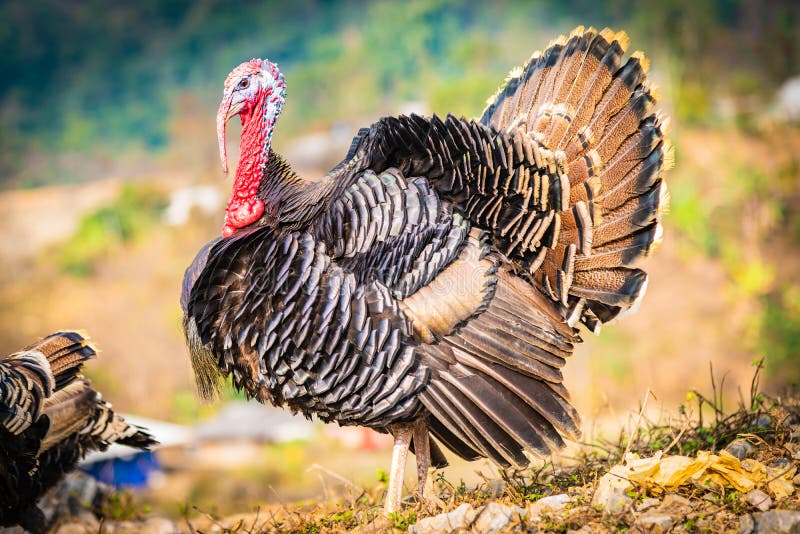 A Bird Standing on Top of a Grass Covered Field Stock Image - Image of ...