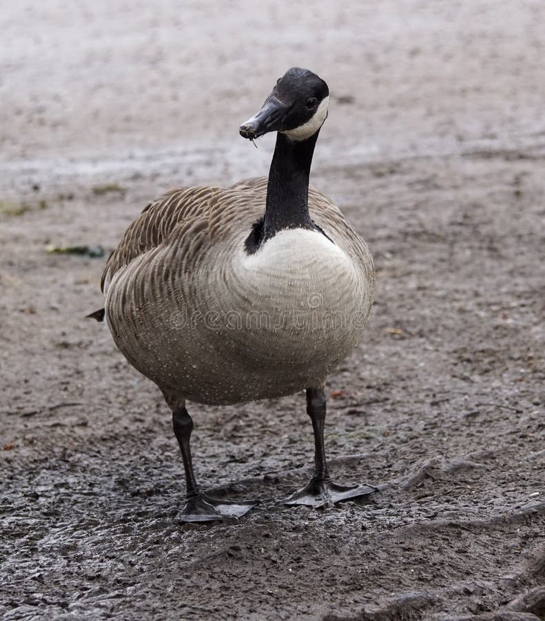 A Bird Standing on Top of a Sandy Beach Stock Image - Image of bird ...