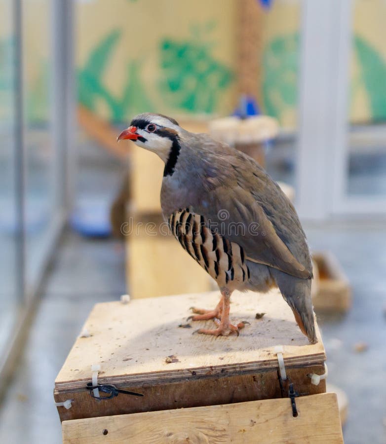 A Bird is Standing on a Wooden Box Stock Image - Image of bird, animal ...