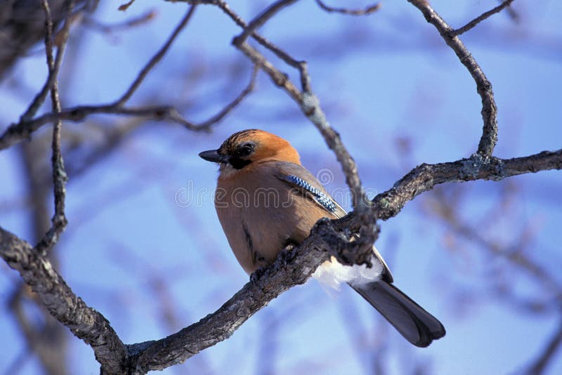 Bird standing on branch stock image. Image of outside - 9726227