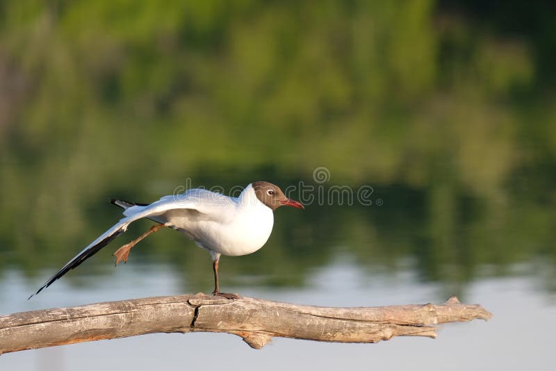 The Bird Stands on One Leg, the Other Leg is Extended Stock Photo ...