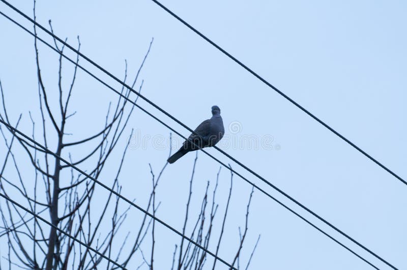 The Bird Stands on a Wire from a Banner Stock Image - Image of wild ...