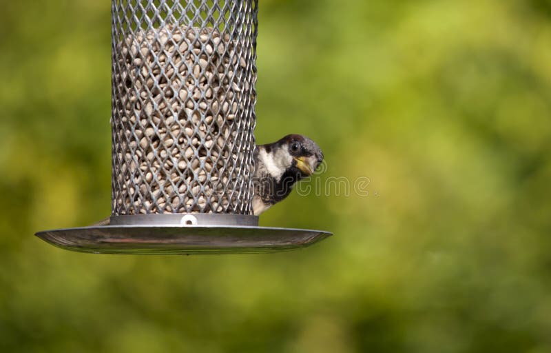 Bird stare stock image. Image of food, feeding, cheeky - 26096849