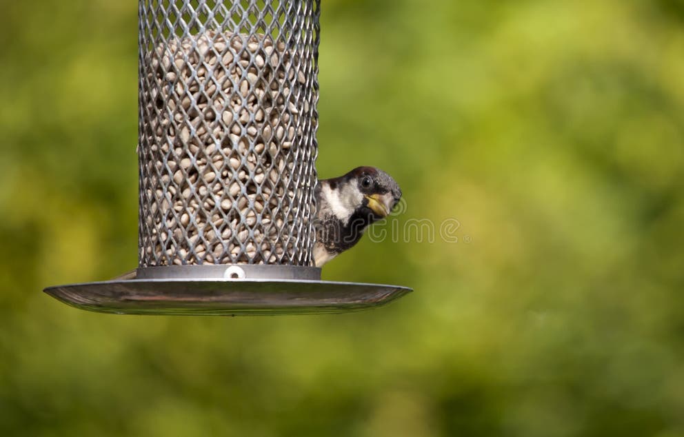 Bird stare stock image. Image of food, feeding, cheeky - 26096849