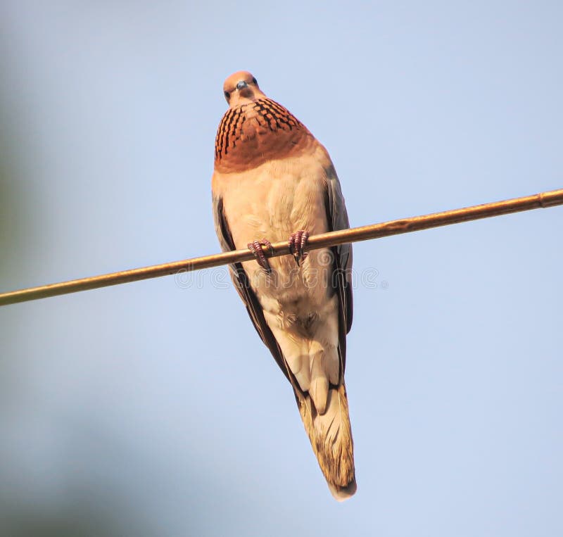 Bird staring at the camera stock image. Image of branch - 218242355