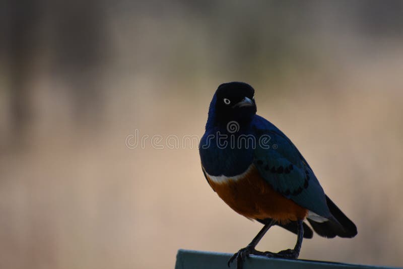A bird staring stock photo. Image of staring, feathers - 62738514