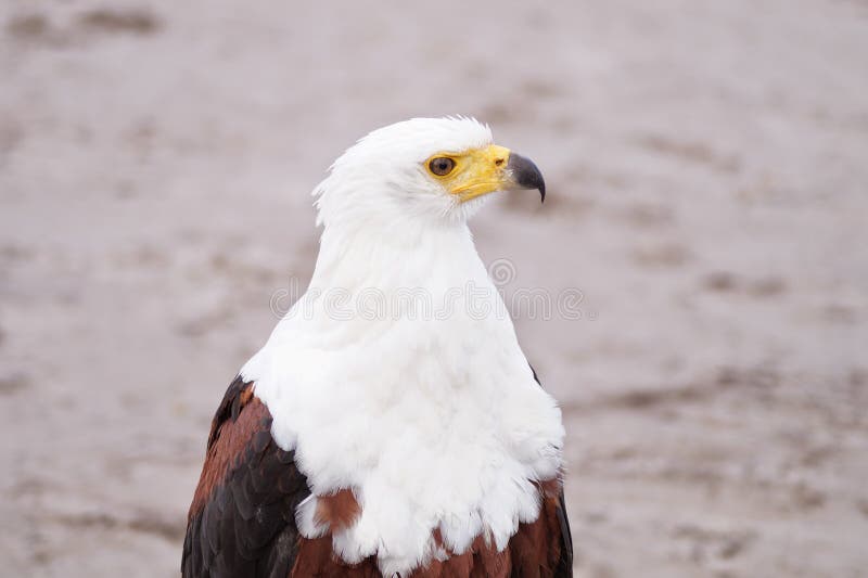 A bird staring stock photo. Image of staring, feathers - 62738514