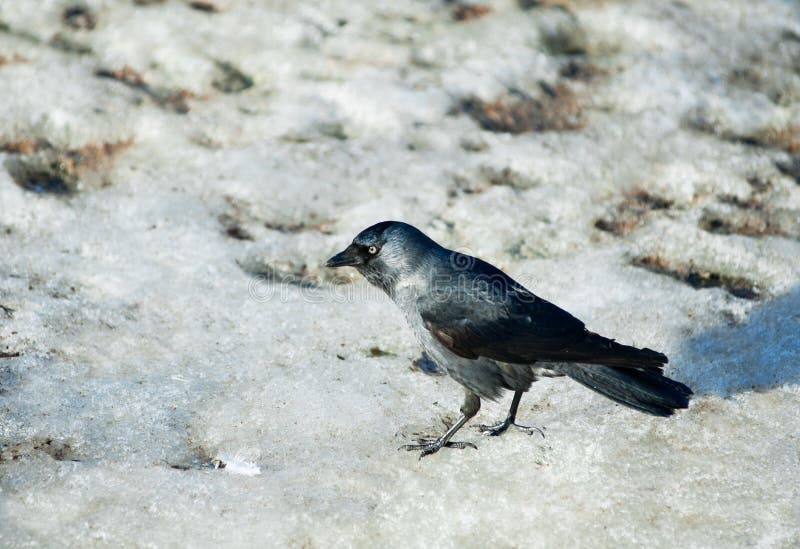 Bird Starling on Melting Dirty Snow Stock Photo - Image of colorful ...