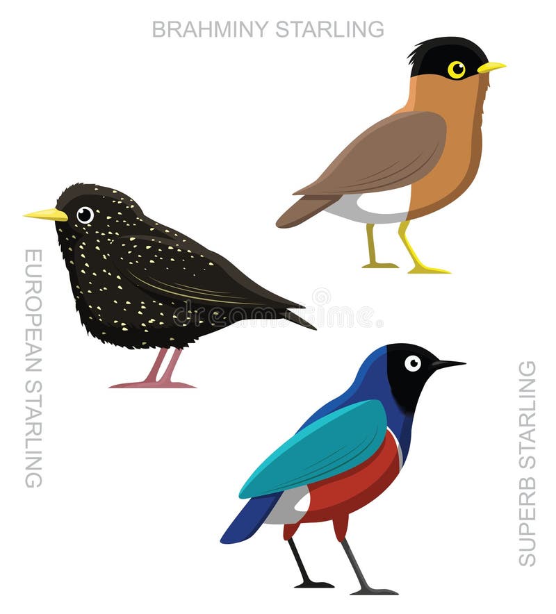 Bird Starling Set Cartoon Vector Illustration Stock Vector ...