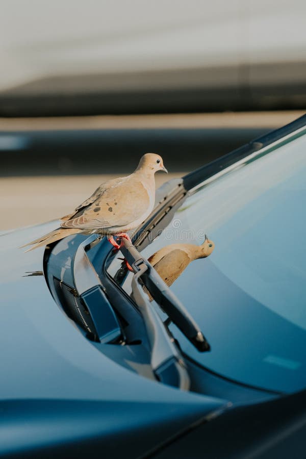 Bird and mirror stock image. Image of bird, vehicle - 324524989