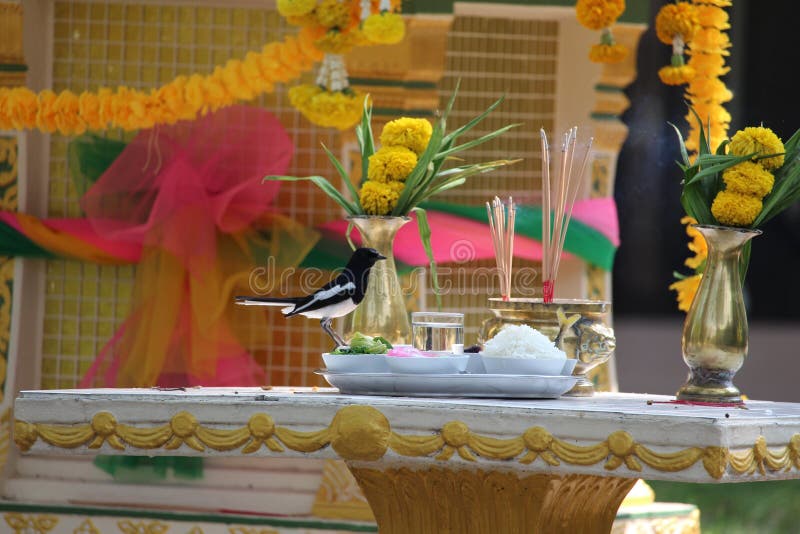 Magpie Robin at Buddhist Offering Stock Photo - Image of stealing, food ...