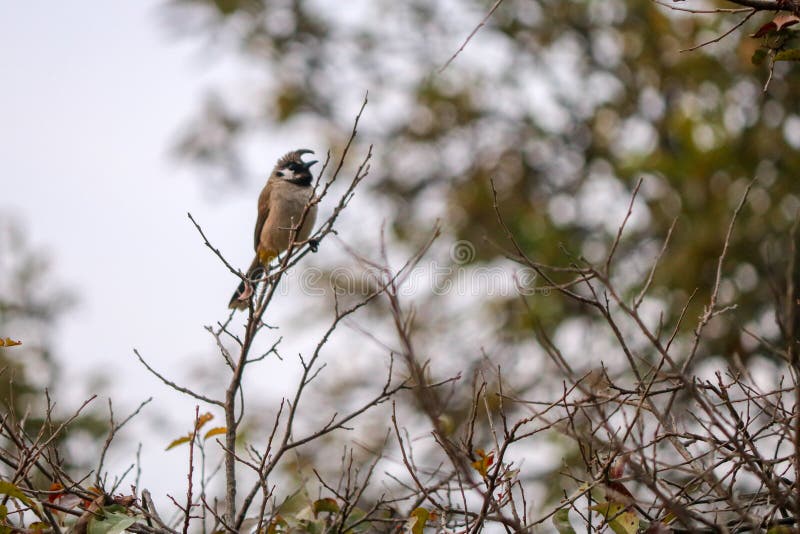 Bird on the steam of tree stock photo. Image of steam - 162771626