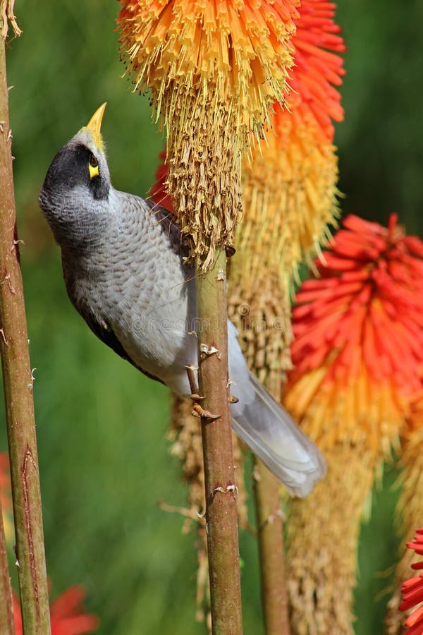 Bird on Stem of the Tree, Green Bird, Leafs Stock Image - Image of ...