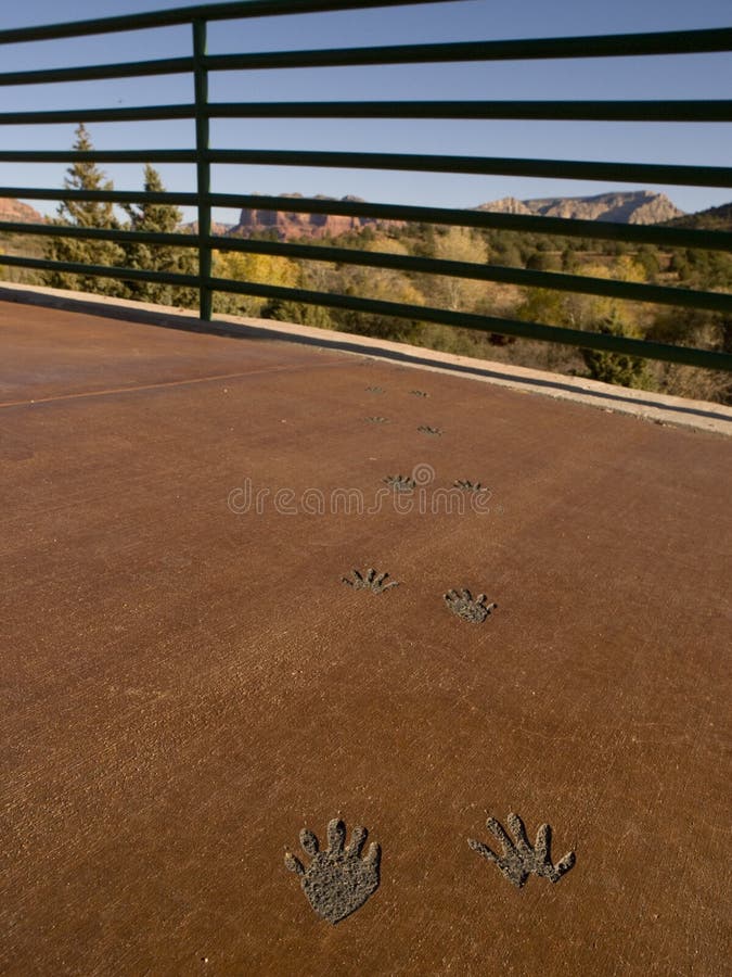 Bird Steps stock photo. Image of outdoor, footprint, cute - 12353714