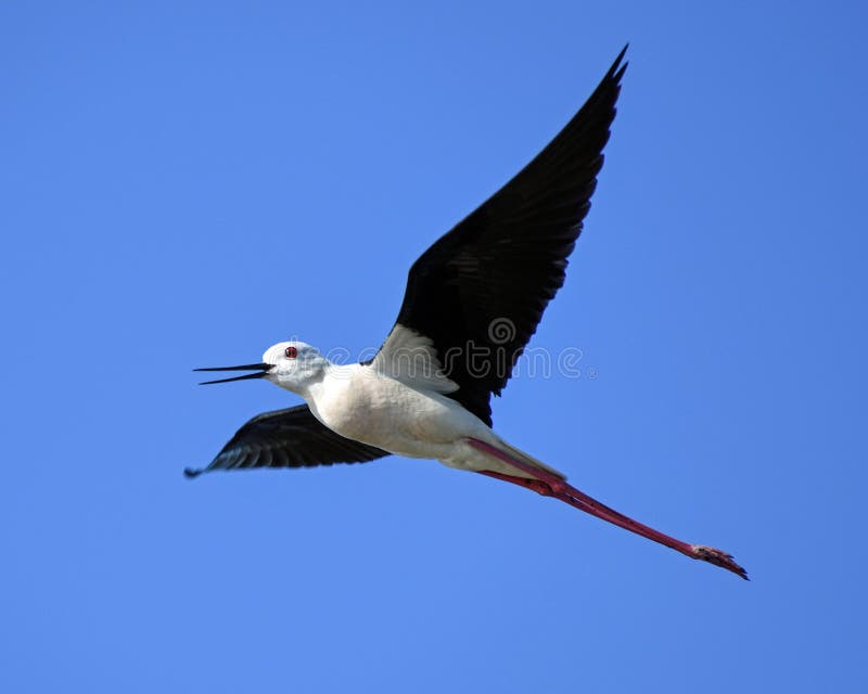 Bird, Stilt, Shorebird, Fauna Picture. Image: 100776699