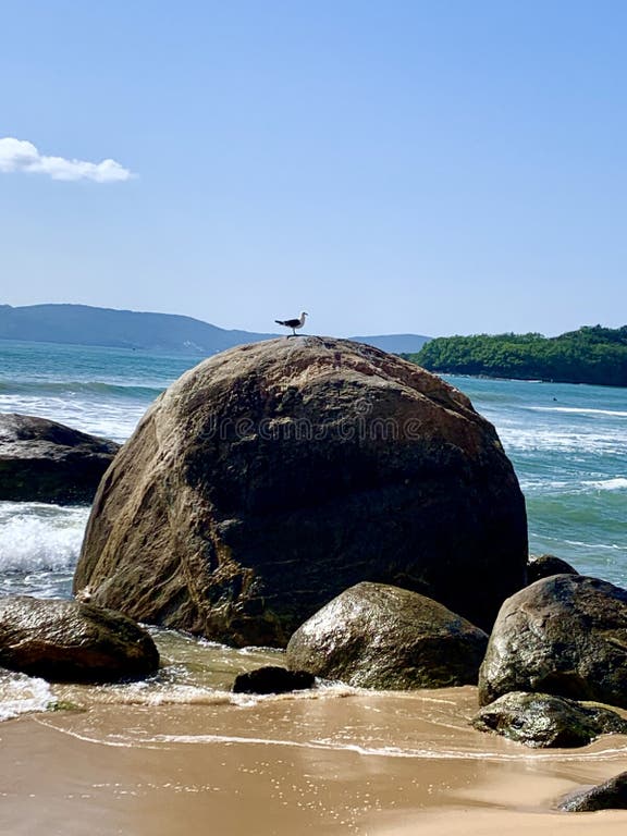 Bird and stone stock photo. Image of blue, stone, bird - 260672012