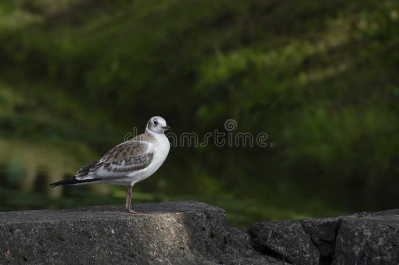 Bird on a Stone Parapet. River and Greenery Stock Image - Image of ...