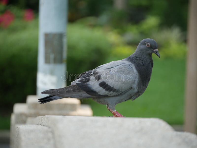 Bird stock image. Image of bird, camera, beaver, stood - 93085619