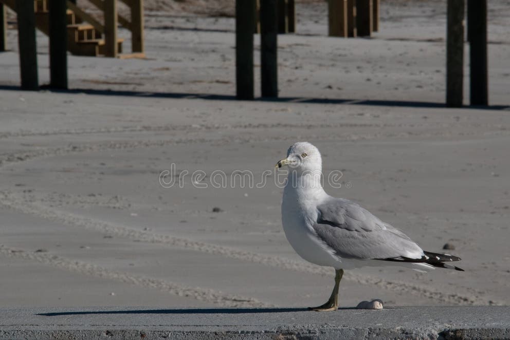 Seagull stock photo. Image of shell, pier, light, bright - 323510160