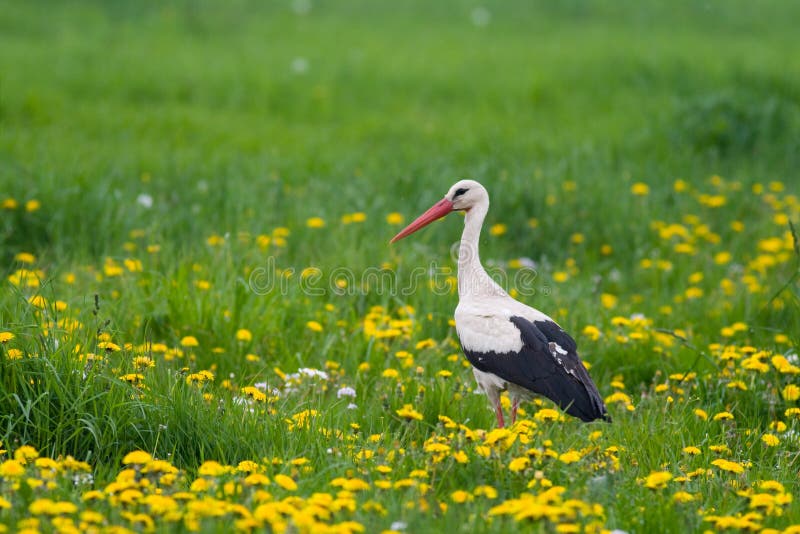 Bird- stork stock photo. Image of spring, green, outdoor - 6462270