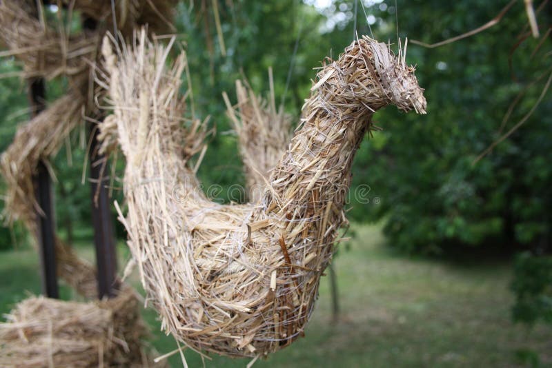 Bird stock image. Image of bird, straw, minsk, park, hand - 64229839