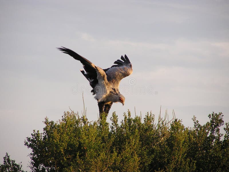 Bird stretching wings stock photo. Image of stretch, extend - 601534