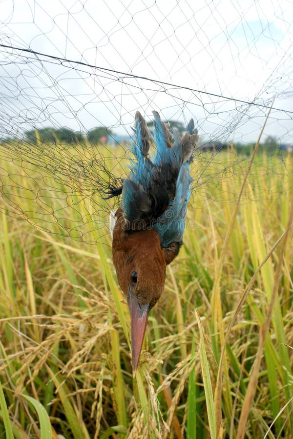 Bird stuck in net stock image. Image of eater, rice, fish - 62938609