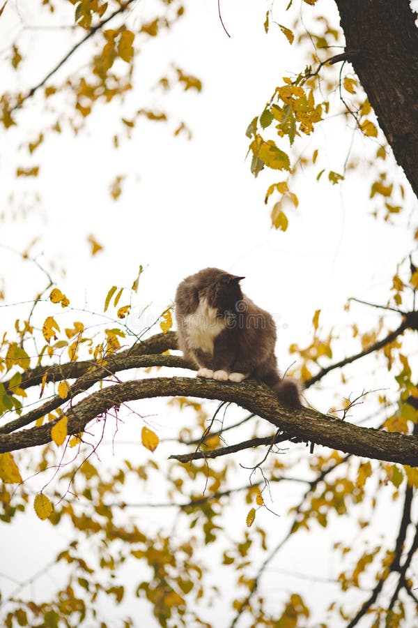 Bird Stuck on the Tree Looking Directly at the Photographer in the ...