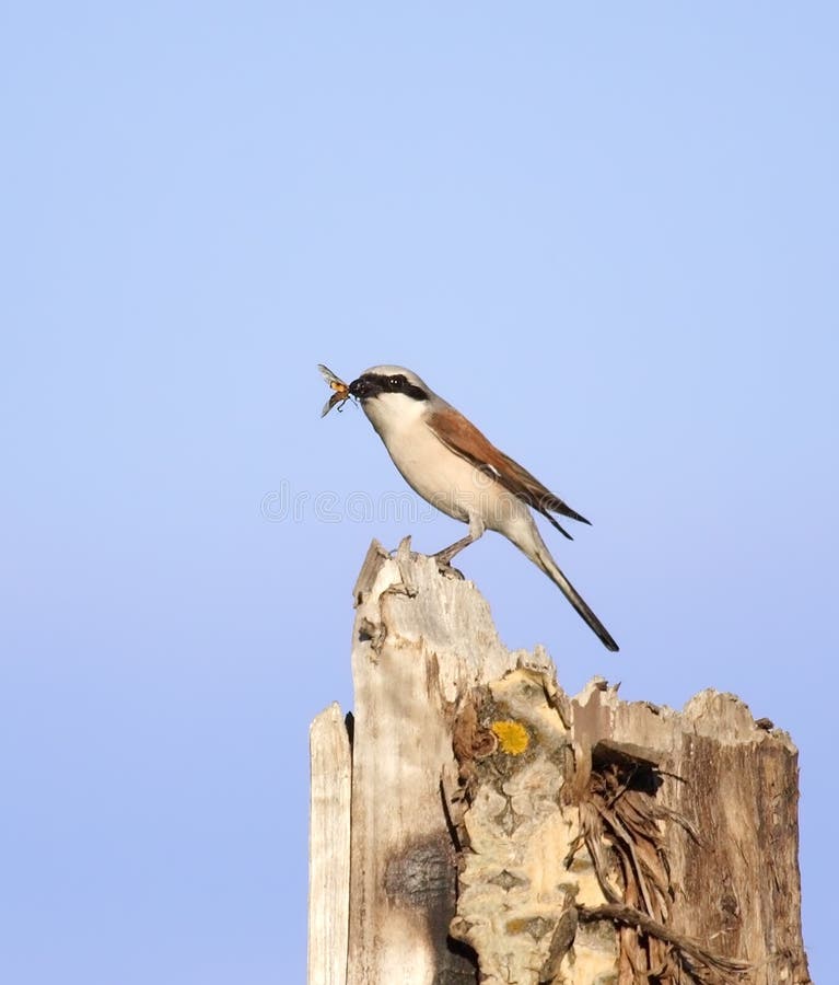 Bird on the stump stock image. Image of wildlife, forest - 4294287