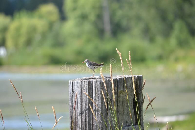 Bird on a Stump in Spring stock photo. Image of spring - 8939112