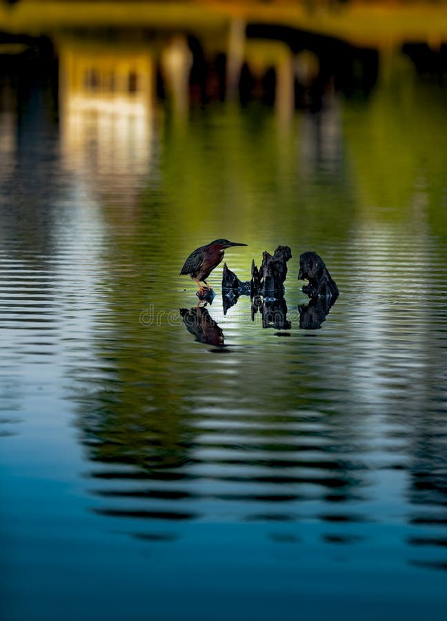 Bird Stump stock image. Image of life, trees, green, reflection - 76406555