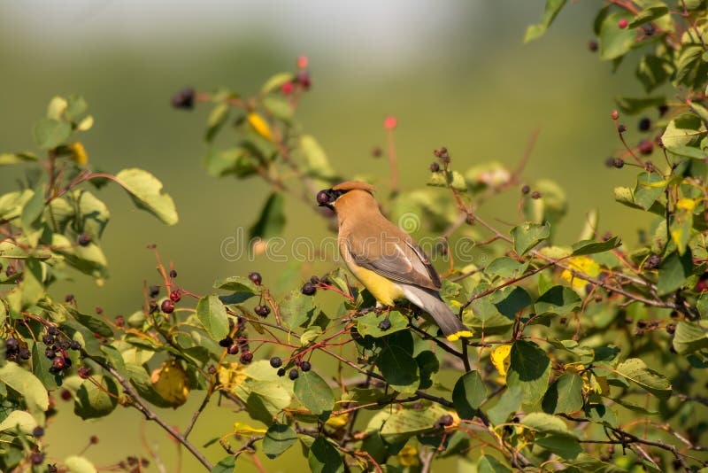 Bird in sugar plum tree stock image. Image of plum, sugar - 266706551