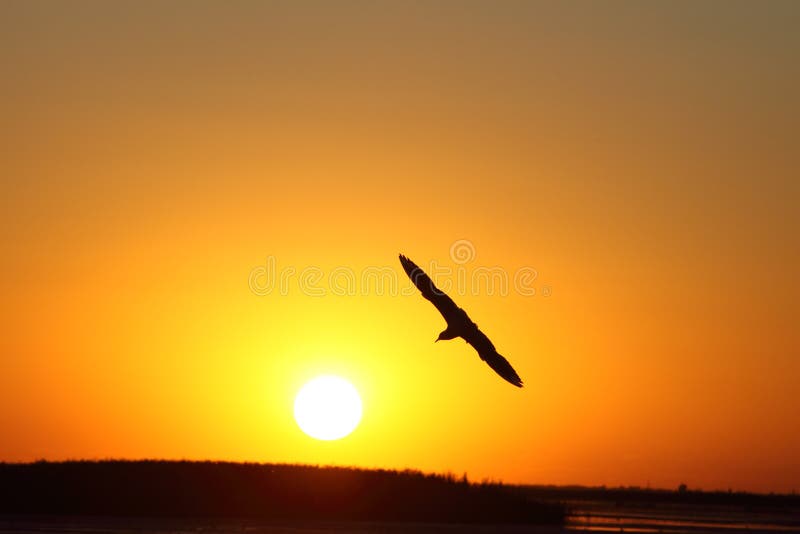 Bird flying in sun stock image. Image of flying, bright - 5088423