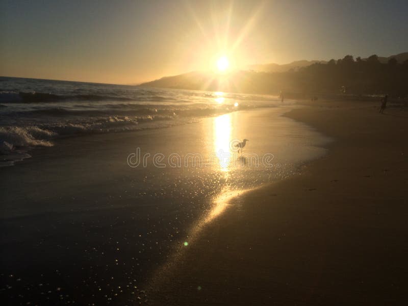 Bird in the Sun on the Beach Stock Image - Image of state, california ...