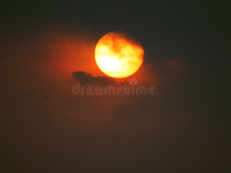 Bird with Sun in the Morning Stock Image - Image of morning, beauty ...