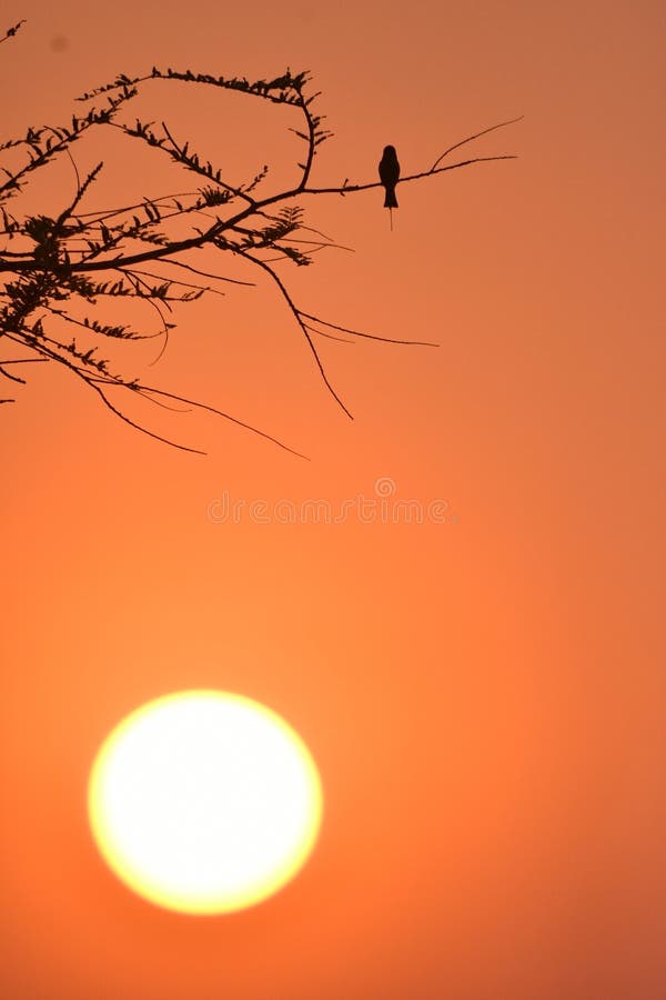 A bird and sun set. stock photo. Image of dawn, sunlight - 288598176
