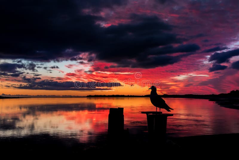 Bird of Sunset stock photo. Image of reflection, peaceful - 77783256