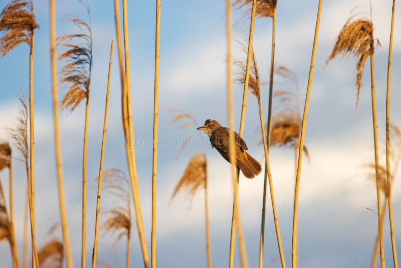 Bird in the Sunset Rays of the Sun Sits on a Reed Stock Image - Image ...