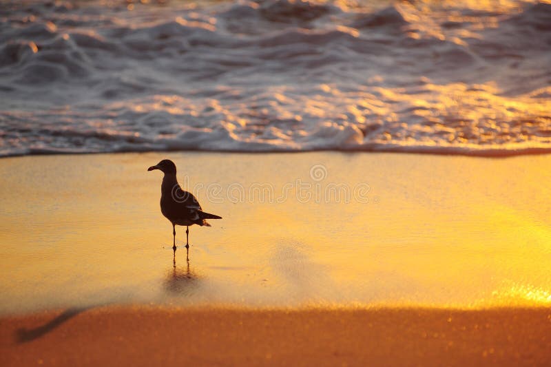 Bird at sunset sea stock image. Image of sunset, coast - 23275187