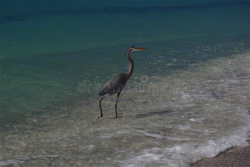 Bird in surf on beach stock photo. Image of surging, coastline - 7625394