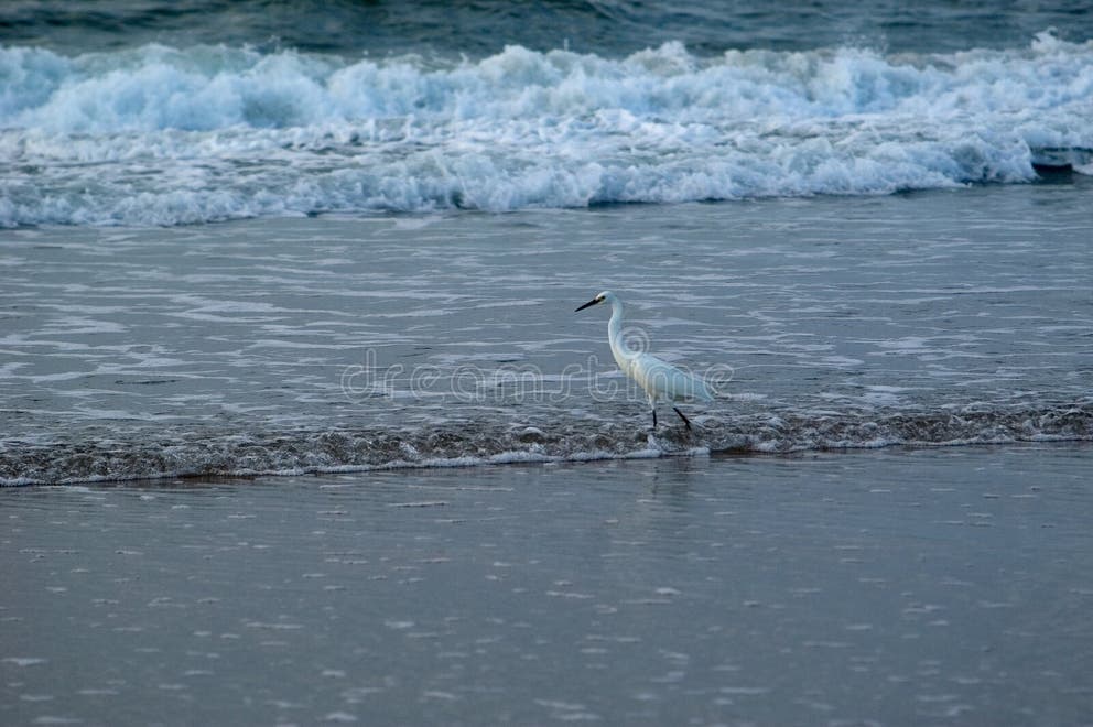 Bird surf fishing stock photo. Image of surf, outer, beach - 15640