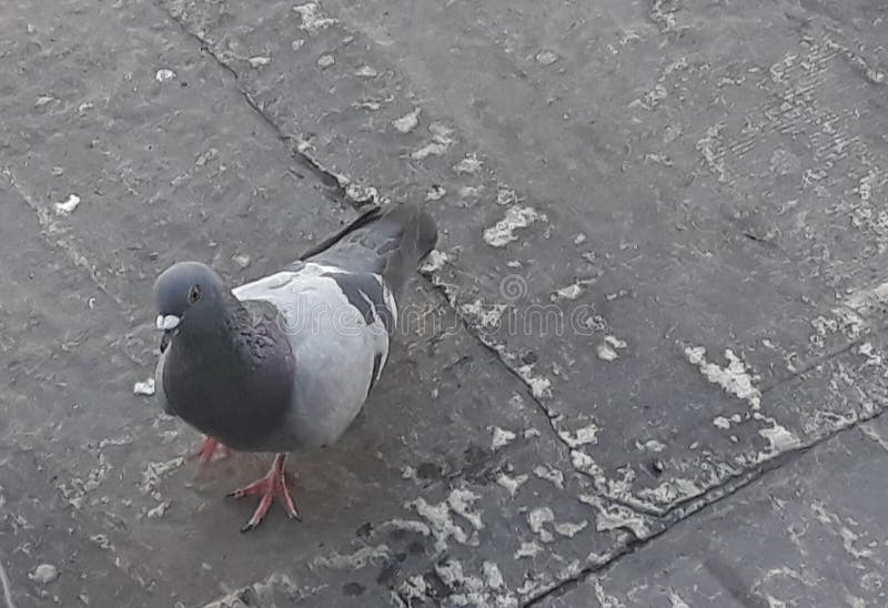 Peace dove stock image. Image of peace, suspicious, bird - 134044119