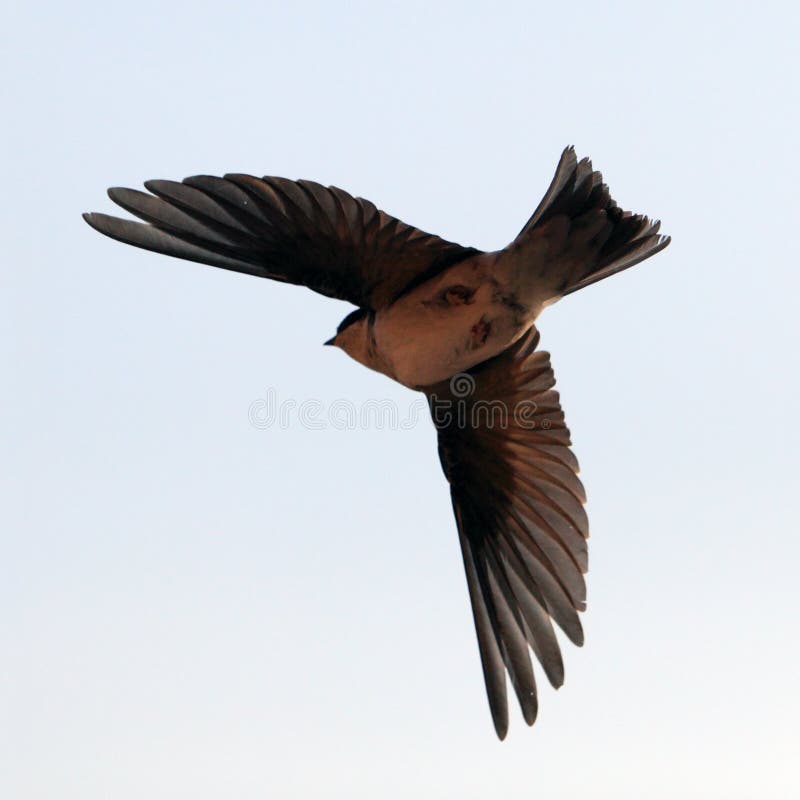 Bird, swallow on flying stock image. Image of white, birds - 81885615