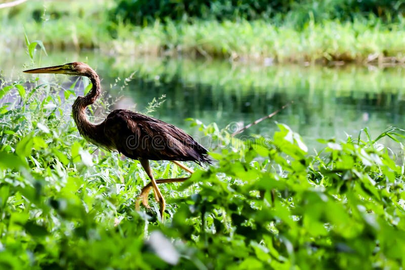 Bird in the swamp stock image. Image of fauna, pond, grass - 81125535