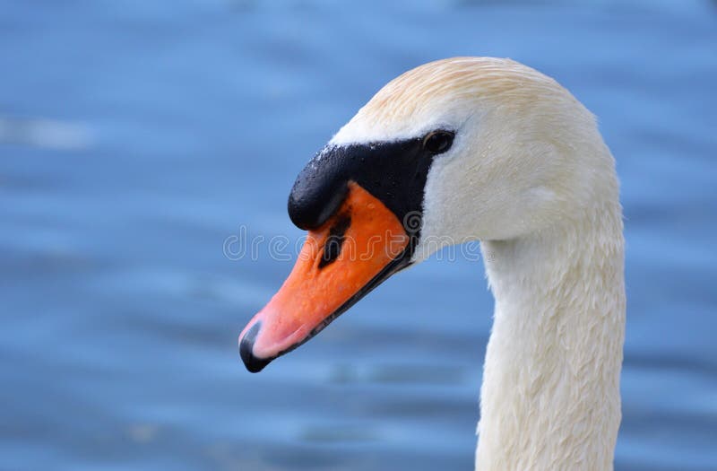 Bird, Swan, Beak, Water Bird Picture. Image: 101023366
