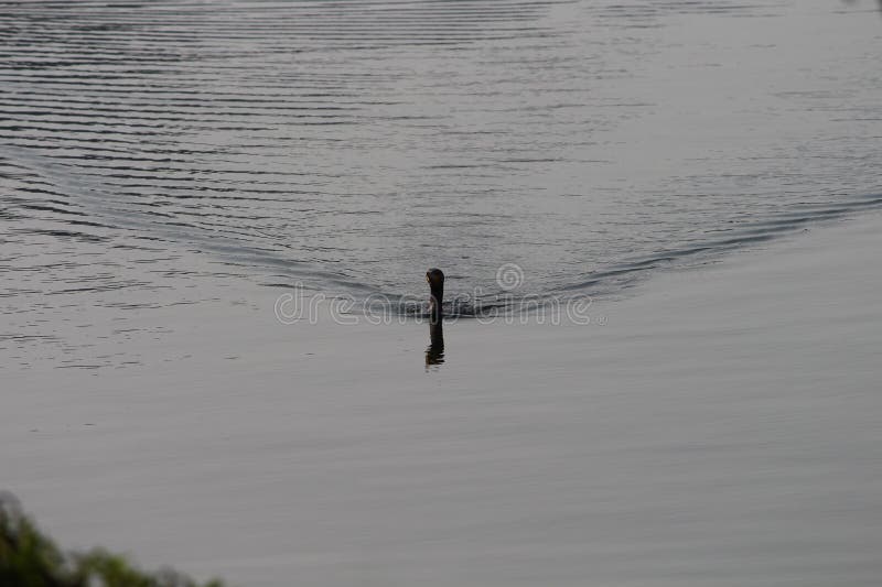 Bird swims in the water stock photo. Image of animal - 387265910